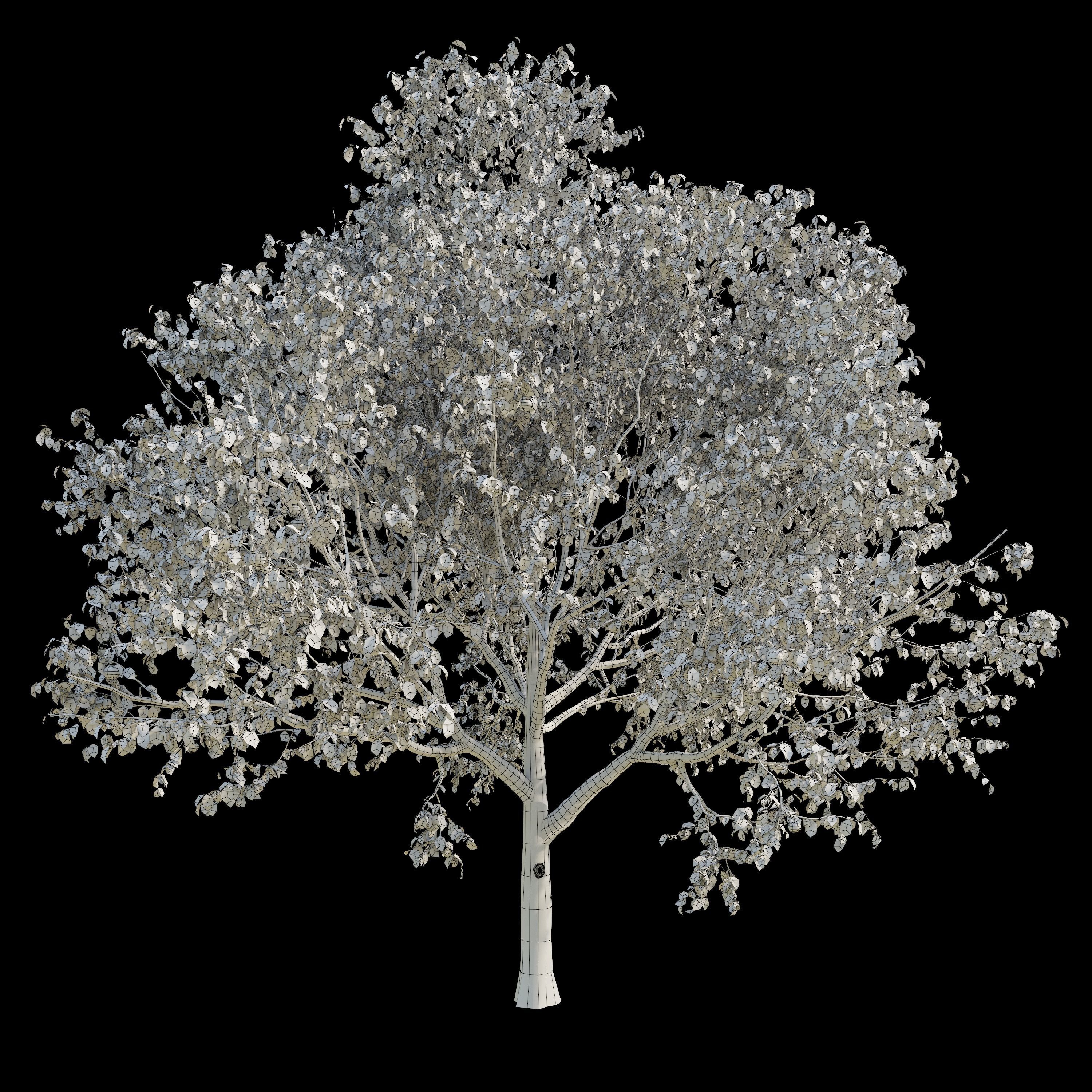 Apple Tree 2 Seasons 3D model | CGTrader