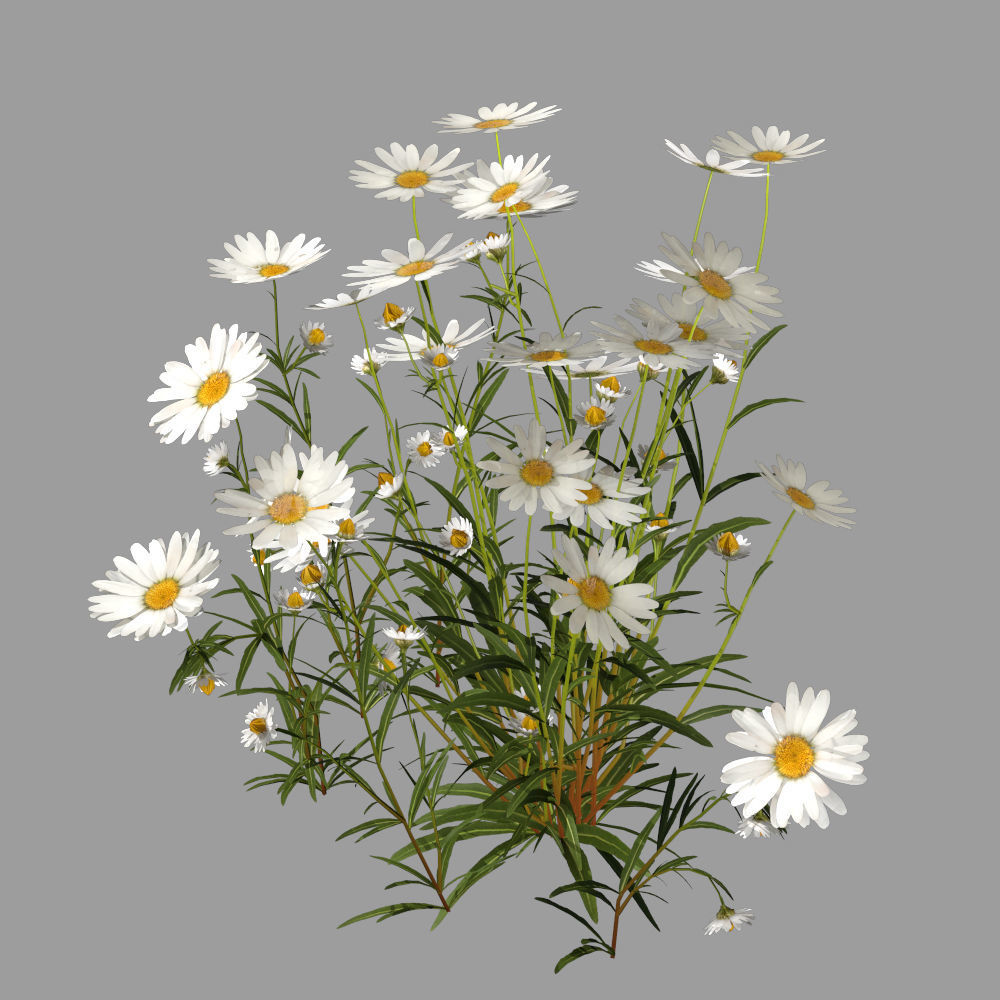 3D model Flowers Chamomile 3D model VR / AR / low-poly | CGTrader
