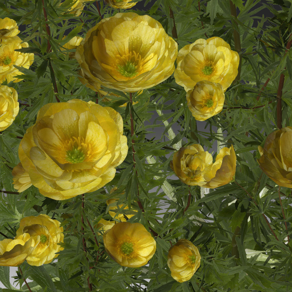 3D model Flowers Buttercup 3D model VR / AR / low-poly | CGTrader