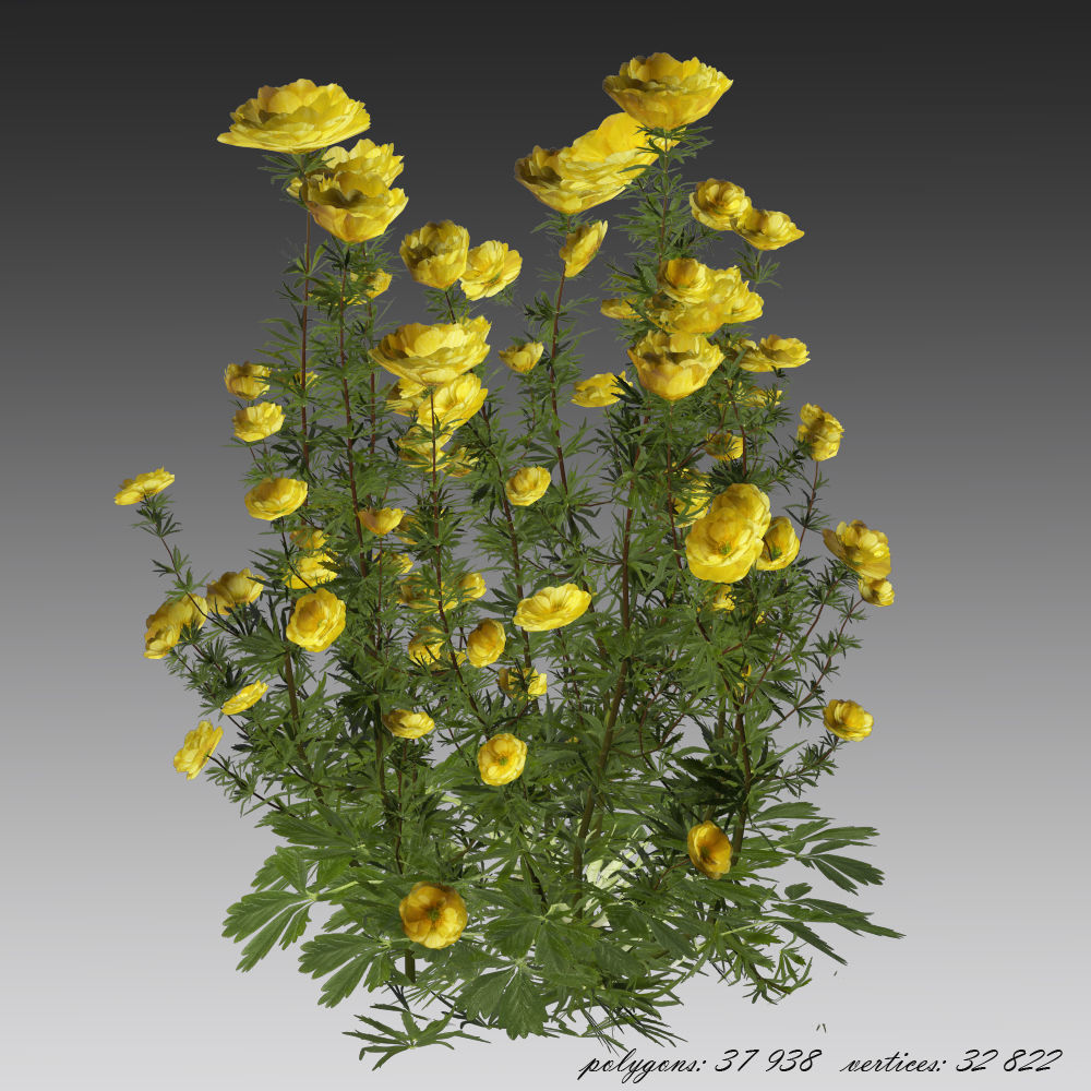 3D model Flowers Buttercup 3D model VR / AR / low-poly | CGTrader