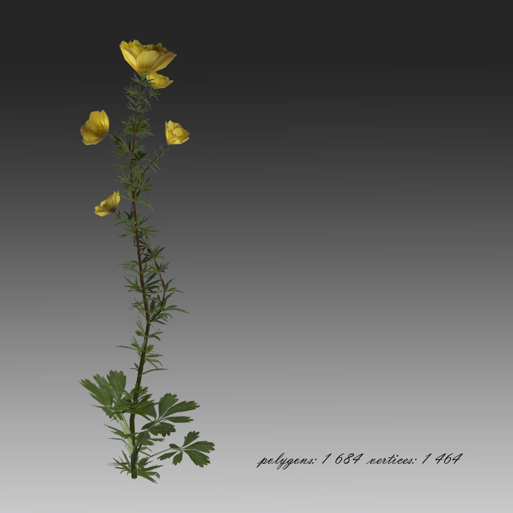 3D model Flowers Buttercup 3D model VR / AR / low-poly | CGTrader