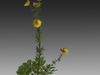 3D model Flowers Buttercup 3D model VR / AR / low-poly | CGTrader