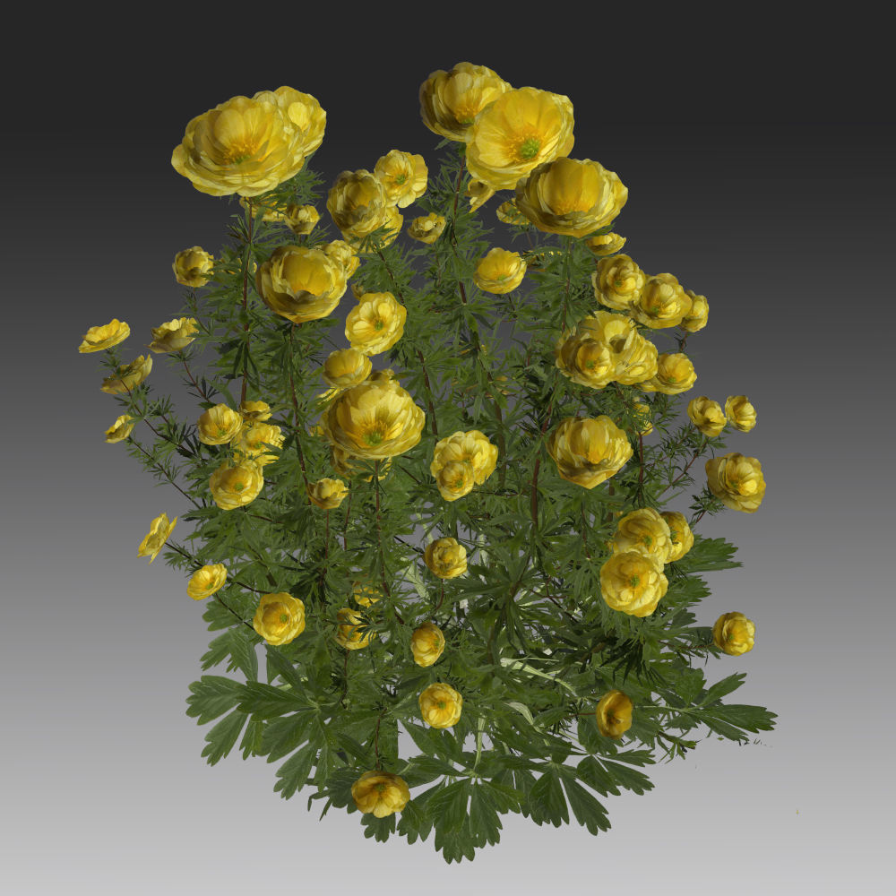 3D model Flowers Buttercup 3D model VR / AR / low-poly | CGTrader