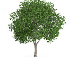 Planetree 3D Models | CGTrader