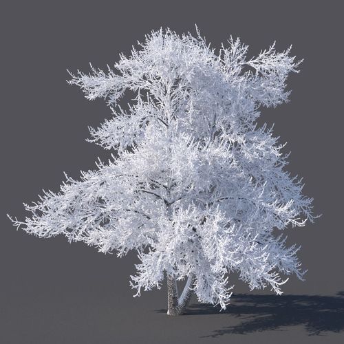 Winter tree 6 meters 3D model | CGTrader