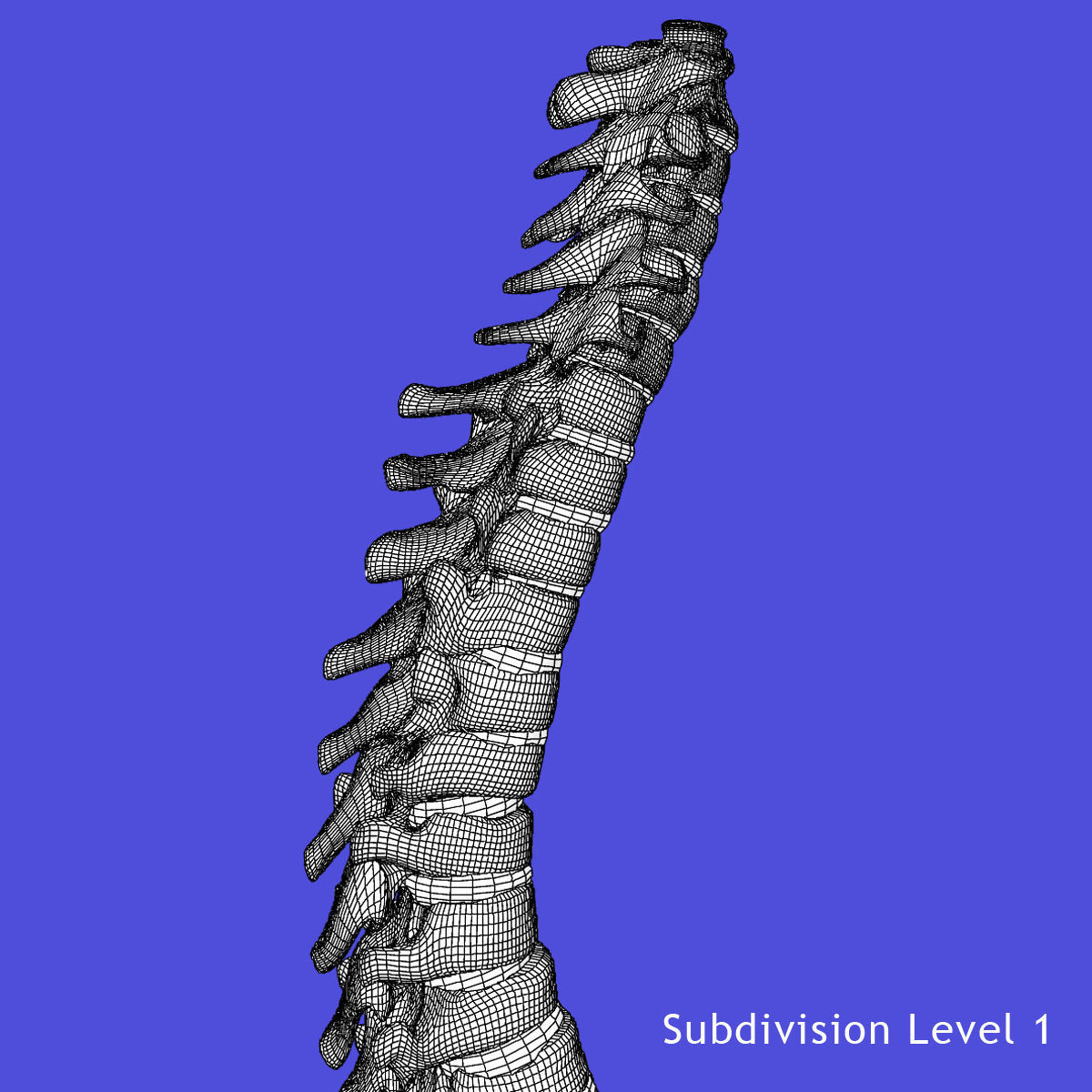 Human Spine Bones 3D model | CGTrader