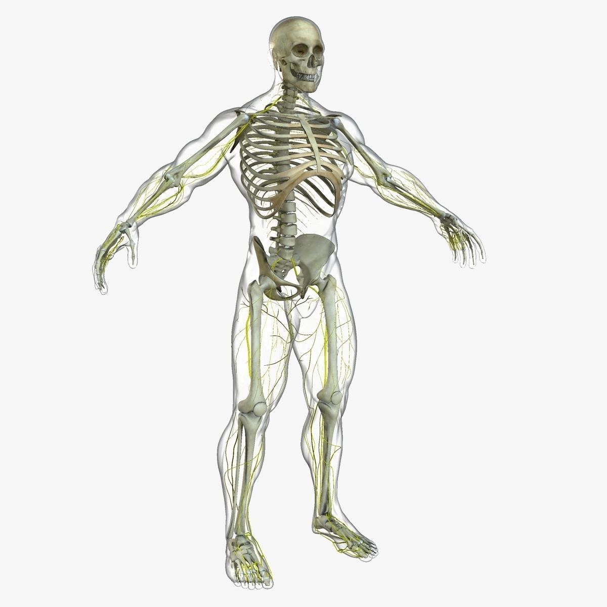 Ultimate Full Body Anatomy Collection 3D model | CGTrader