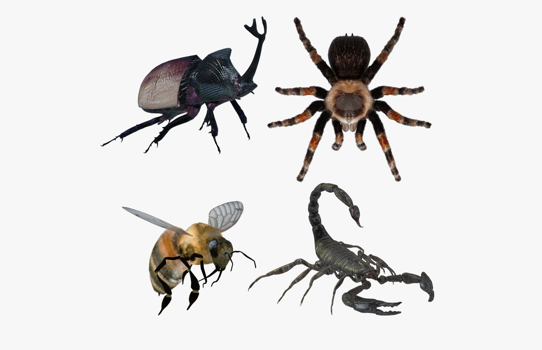 Insects Pack 2 3D model animated rigged | CGTrader