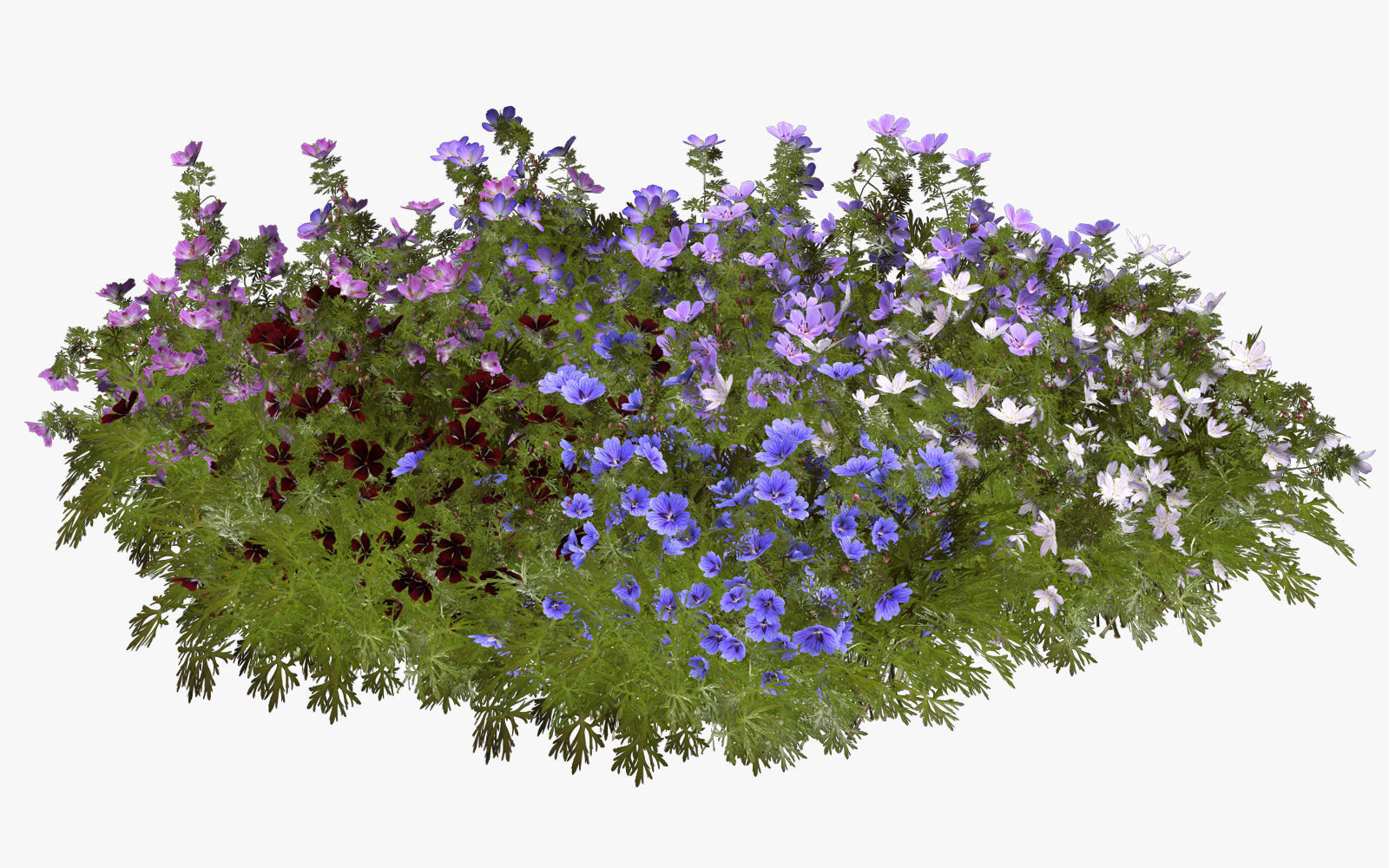 Geranium garden 3D model | CGTrader