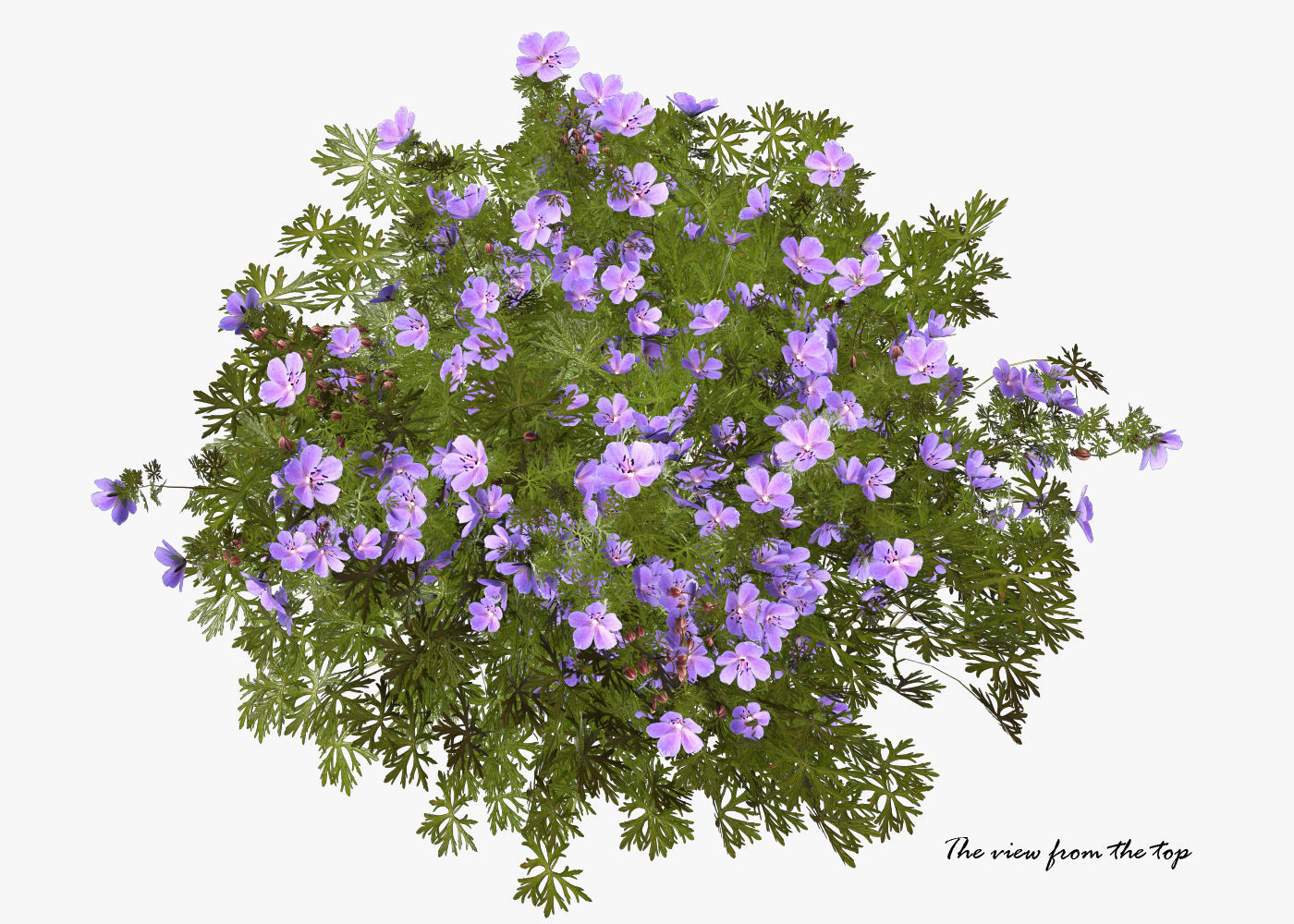 Geranium garden 3D model | CGTrader