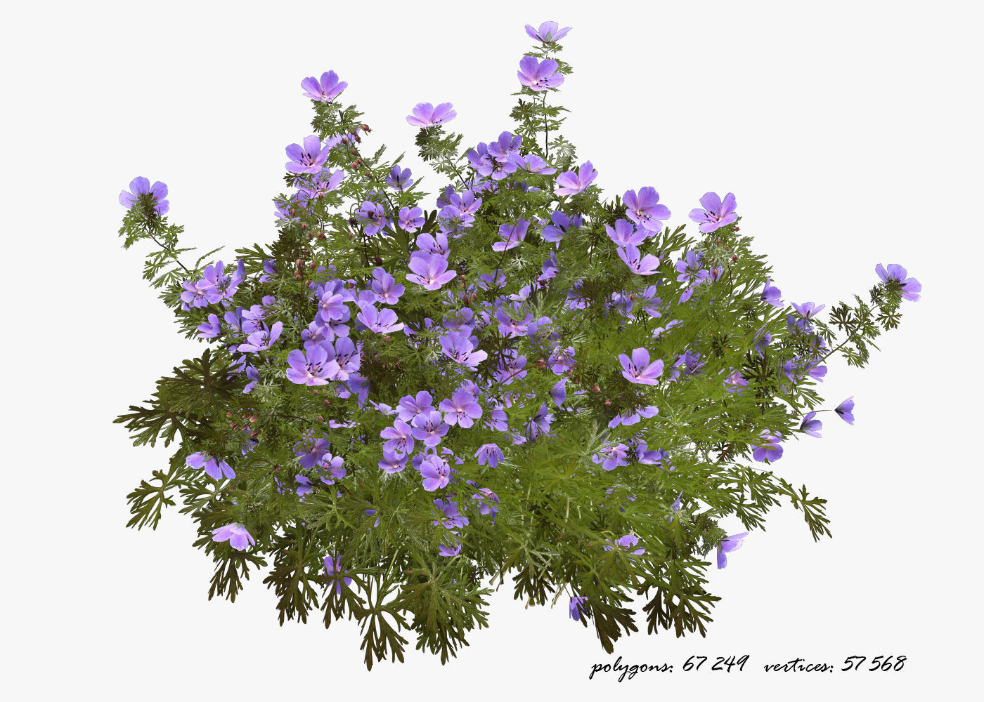 Geranium garden 3D model | CGTrader