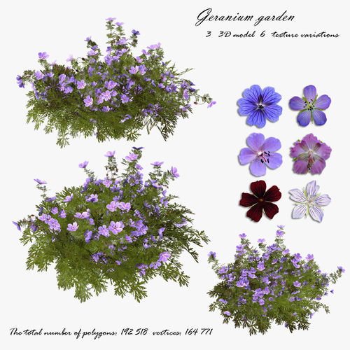 Geranium garden 3D model | CGTrader