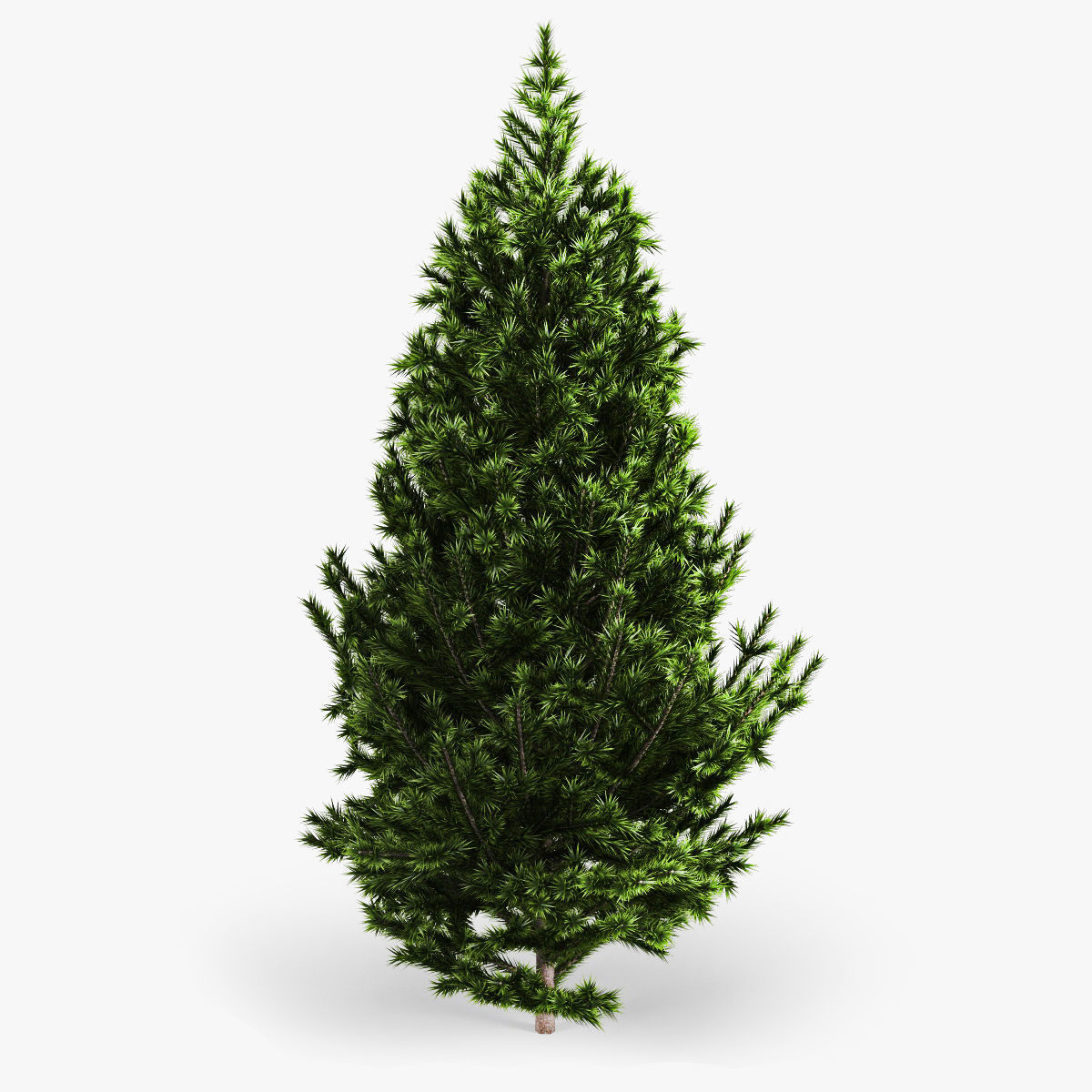 Fir Tree 3D model | CGTrader