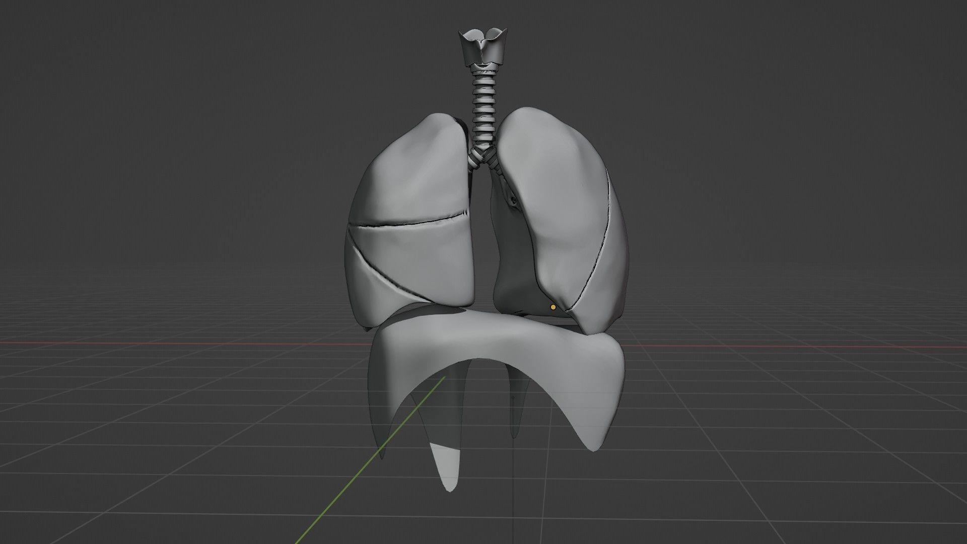 Respiratory System 3D model | CGTrader