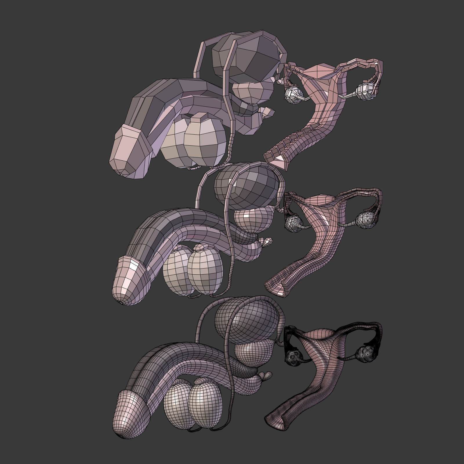 3D model Reproductive System Male and Female VR / AR / low-poly | CGTrader