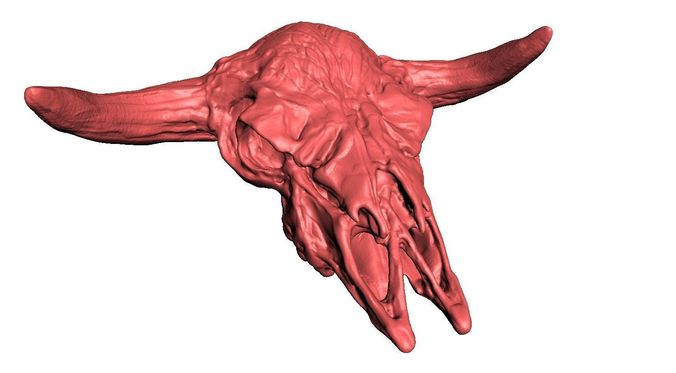 HAND MADE COW SCULL 3D model 3D printable | CGTrader