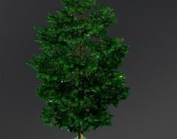 Tall tree 3D Models | CGTrader