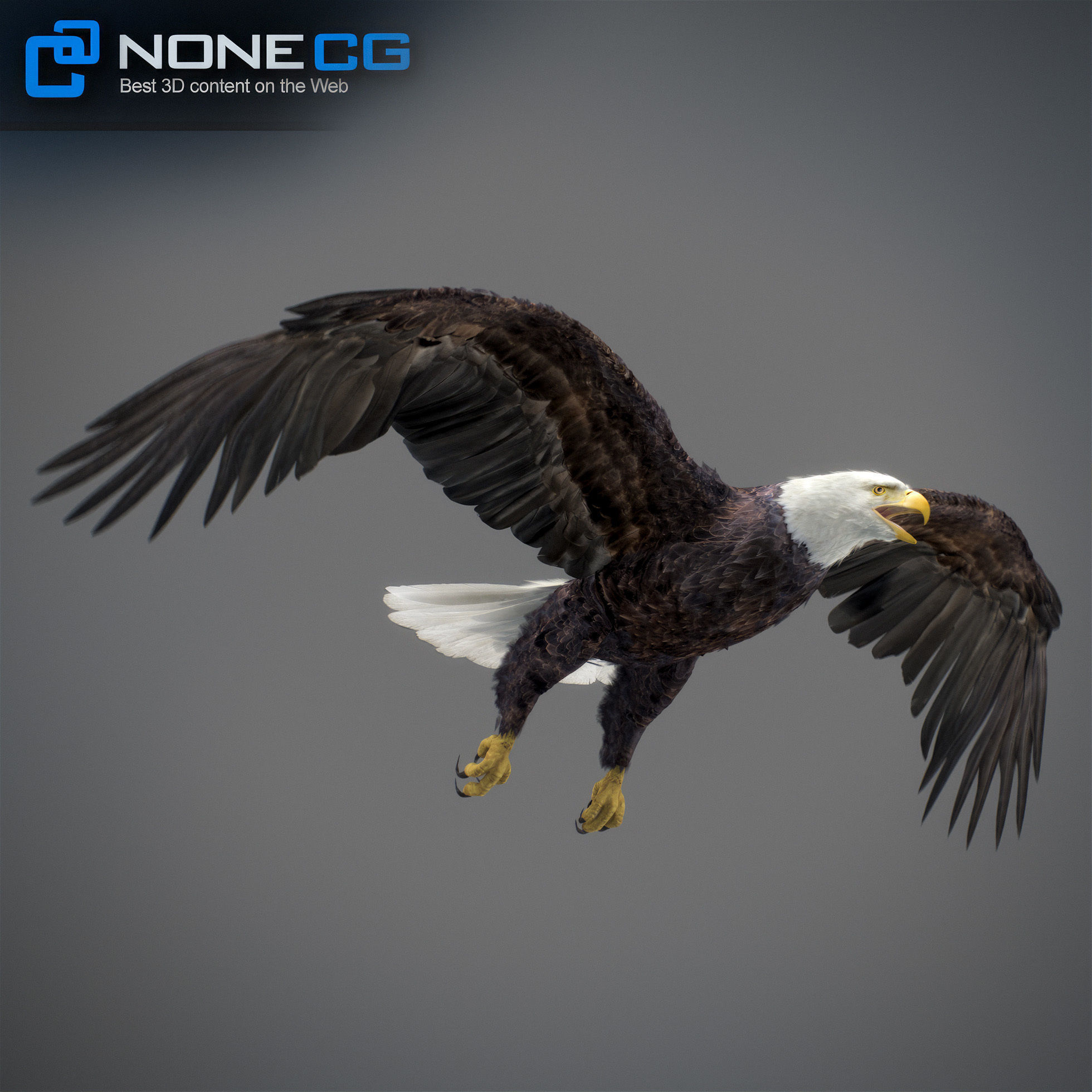 Animated Eagles 3D model animated rigged | CGTrader