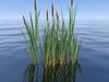 reeds 3D model | CGTrader