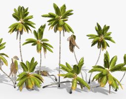 Palm tree 3D Models | CGTrader
