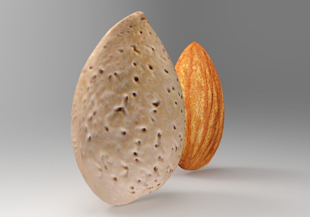 Almond 3D Model two almonds 3D model | CGTrader