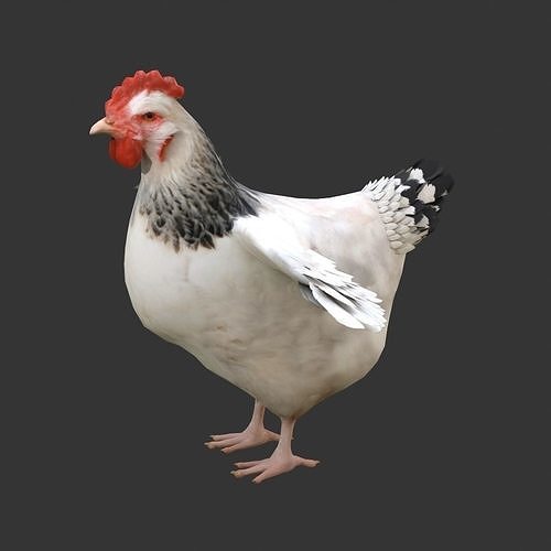 3D model Simple hen chicken low poly model VR / AR / low-poly | CGTrader