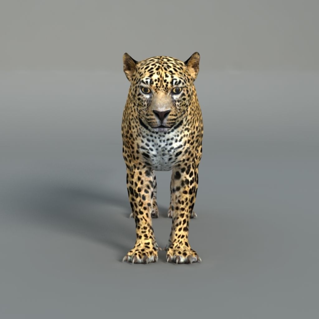 Leopard Rigged Maya muscle 3D model animated rigged | CGTrader