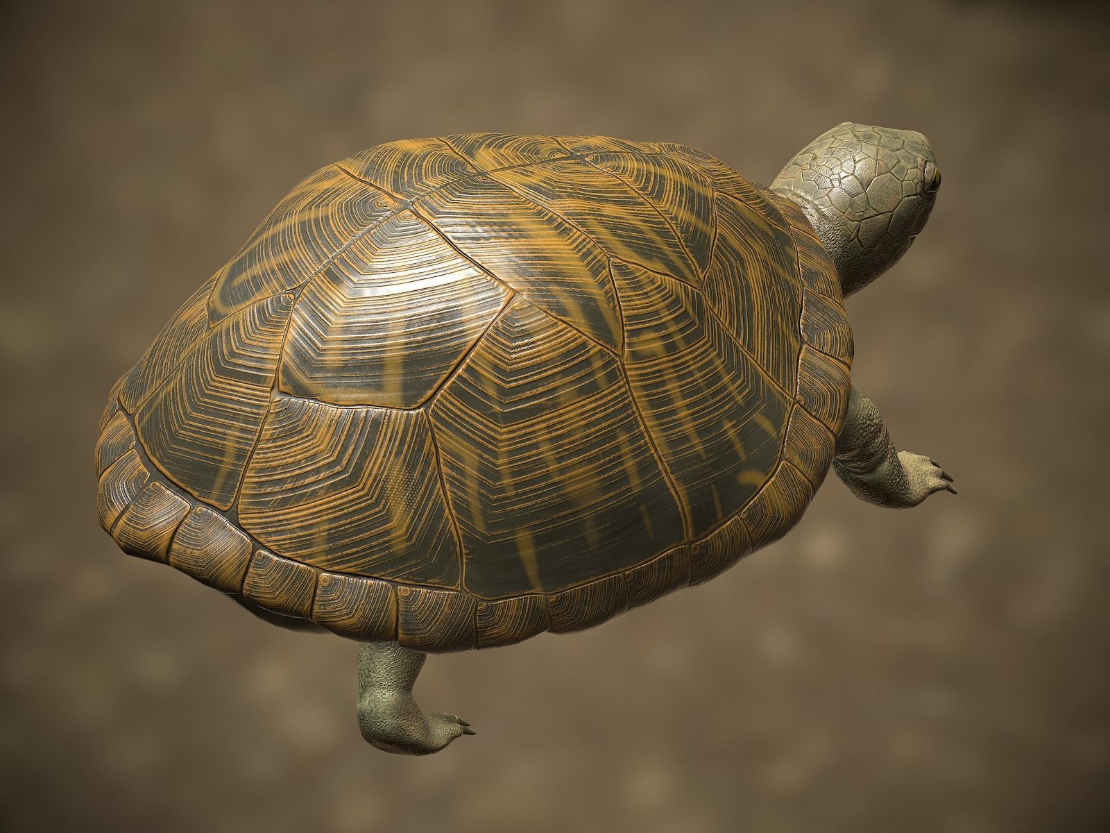 Realistic Turtle 3D model | CGTrader