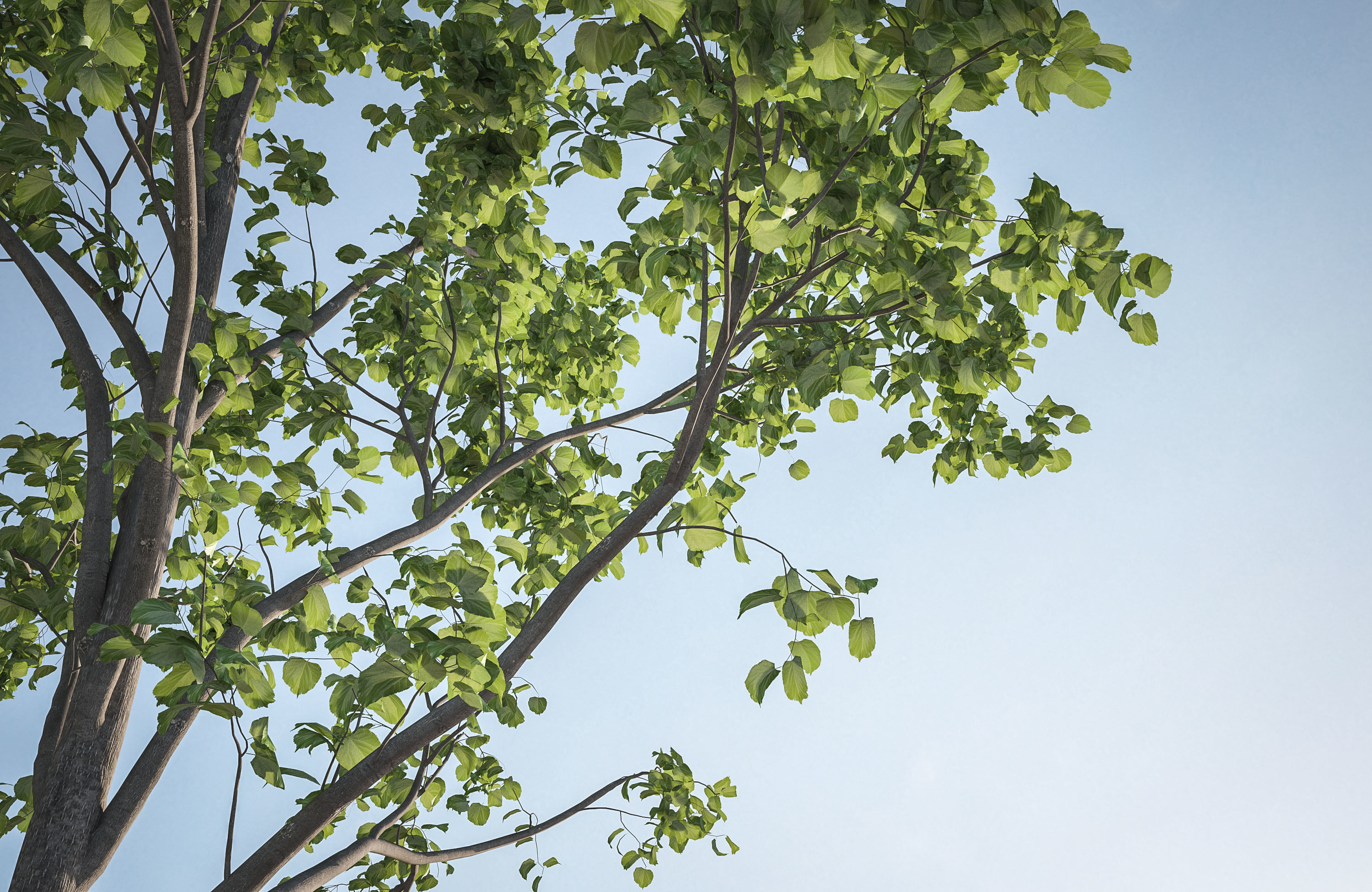 Animated trees for architectural visualization 3D model animated | CGTrader