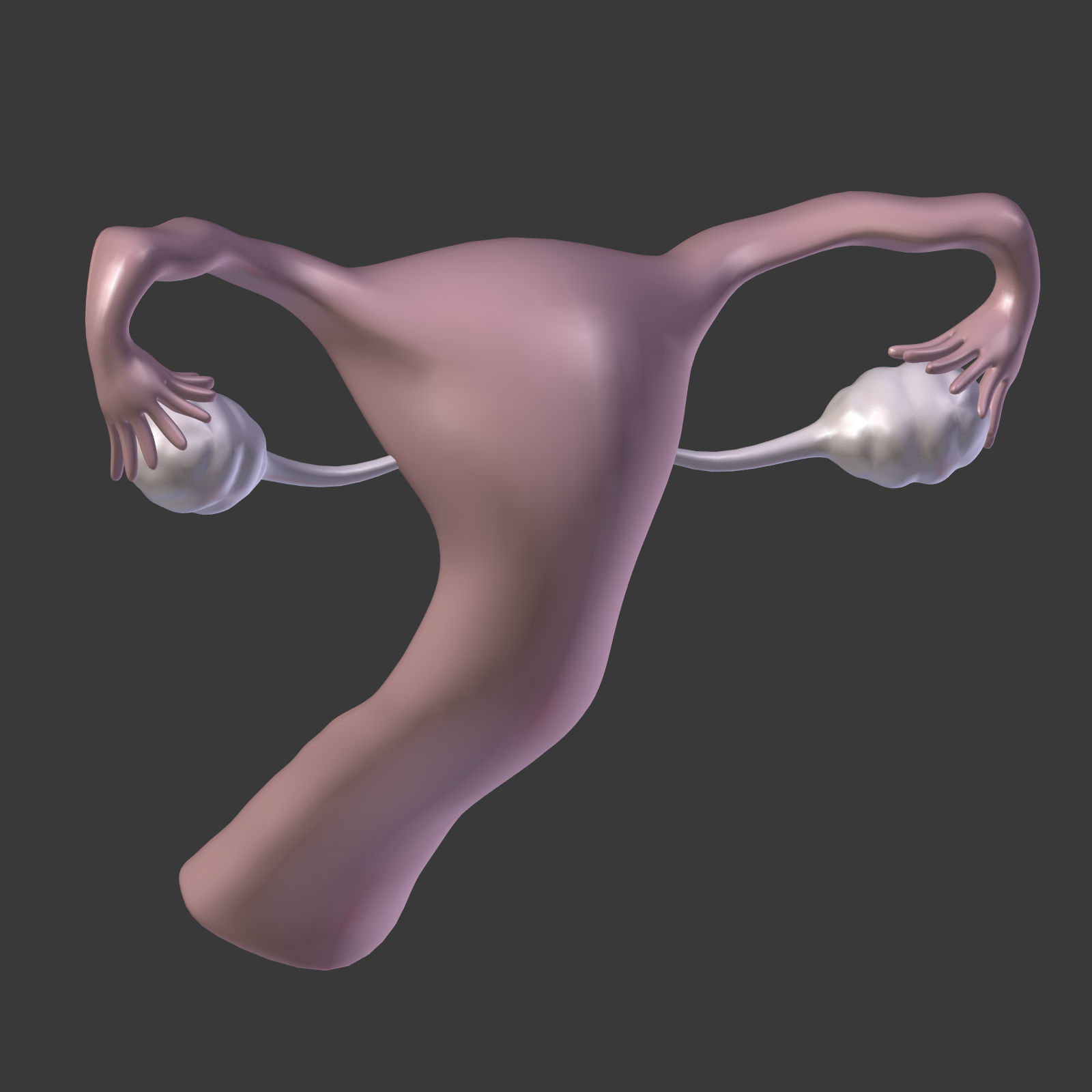 3D model Reproductive System - Female VR / AR / low-poly | CGTrader