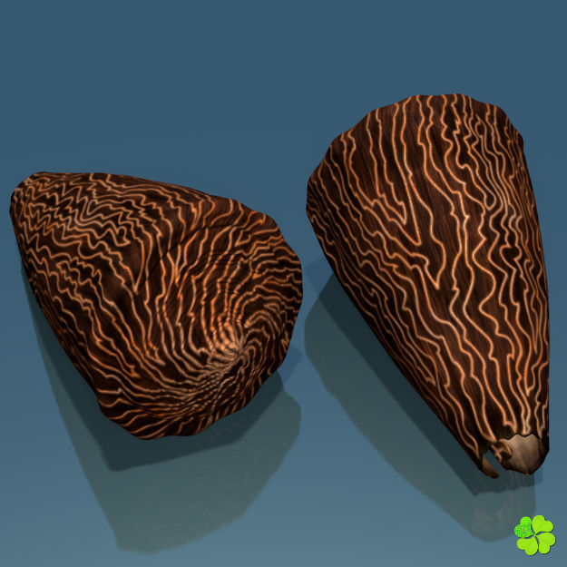 3D model Conus shell low poly VR / AR / low-poly | CGTrader