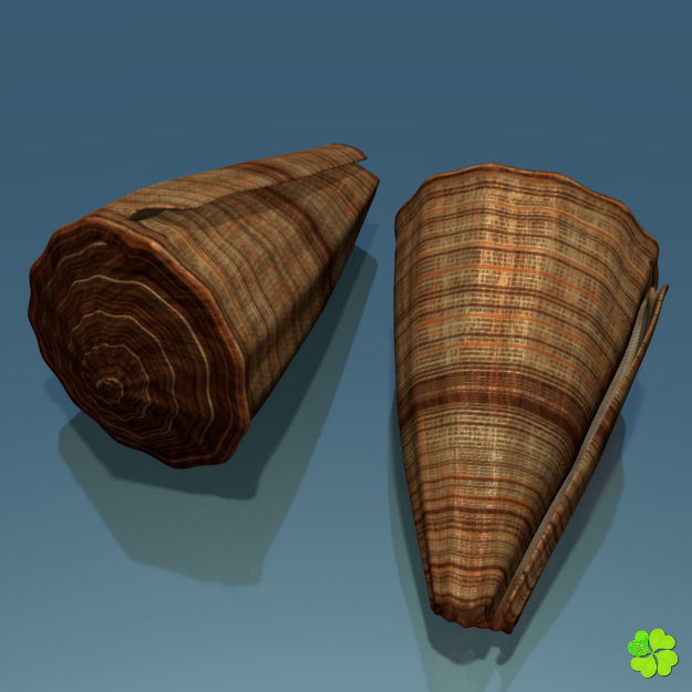 3D model Conus shell low poly VR / AR / low-poly | CGTrader