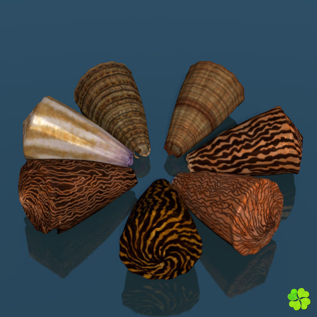 3D model Conus shell low poly VR / AR / low-poly | CGTrader