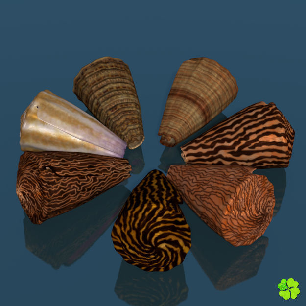 3D model Conus shell low poly VR / AR / low-poly | CGTrader