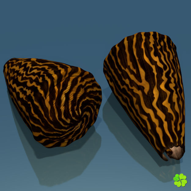 3D model Conus shell low poly VR / AR / low-poly | CGTrader