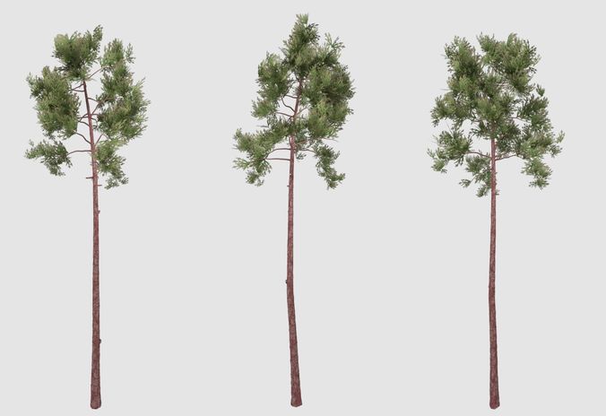 Pine tree 3D model | CGTrader