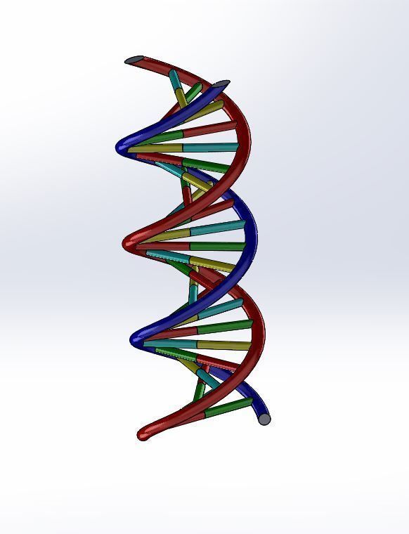 DNA strand 3D model | CGTrader