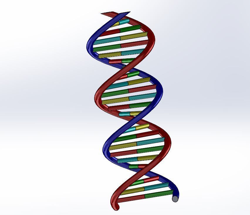 DNA 3D model | CGTrader