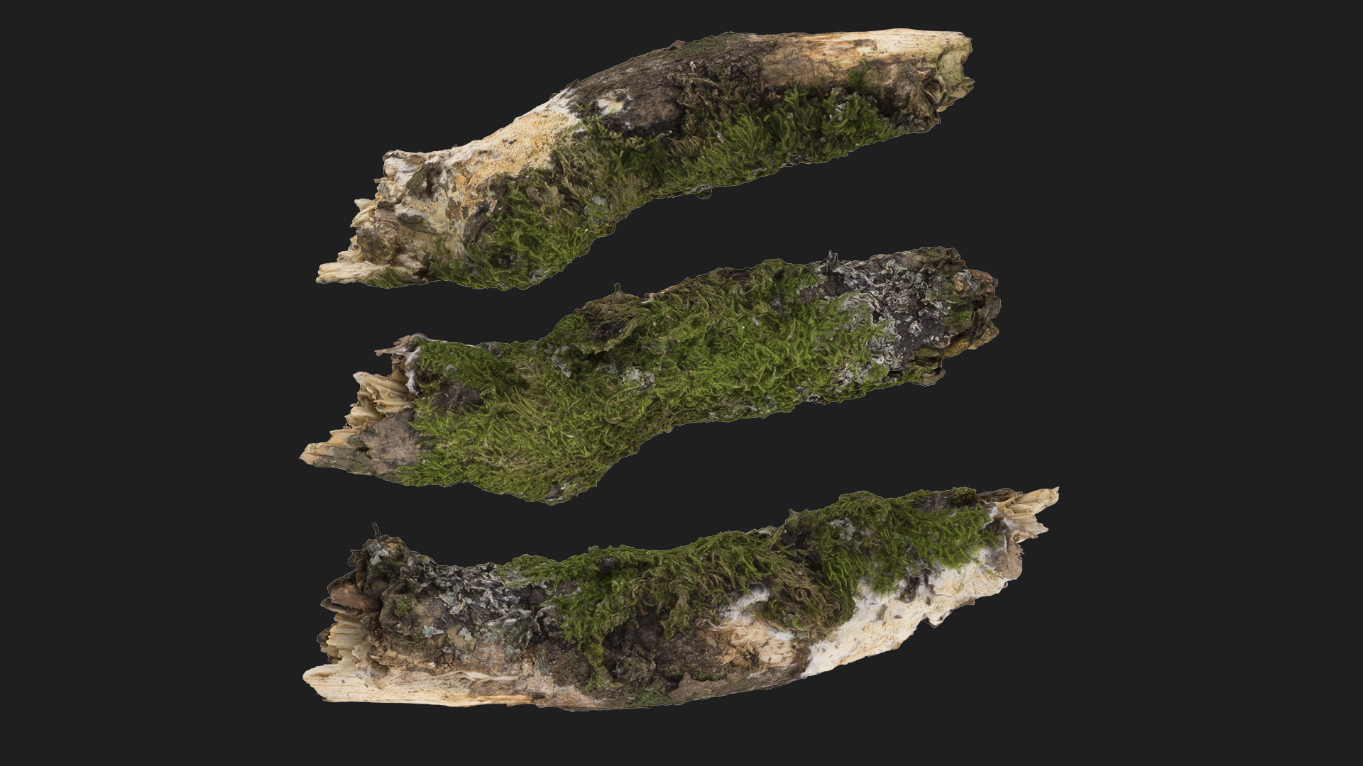 3D model Moss covered sticks Vol 1 VR / AR / low-poly | CGTrader