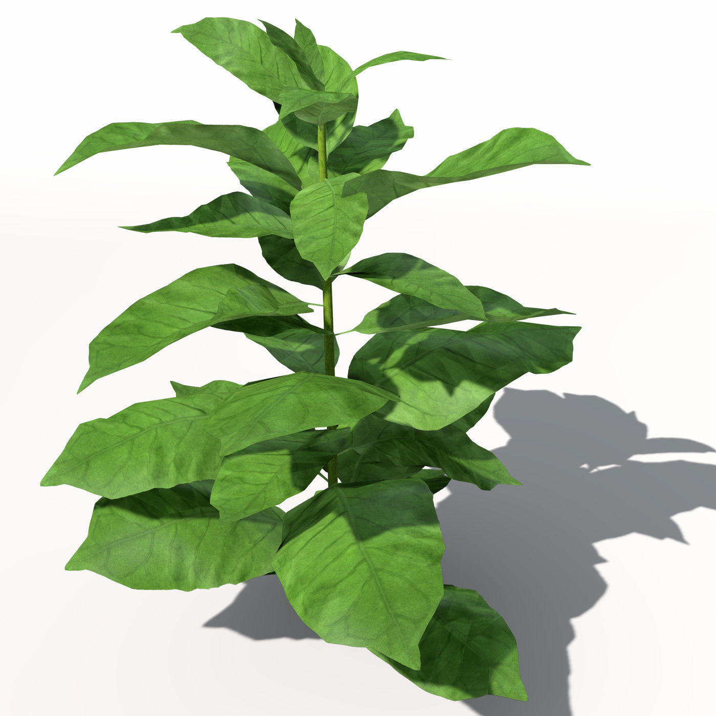 XfrogPlants Tobacco 3D model | CGTrader