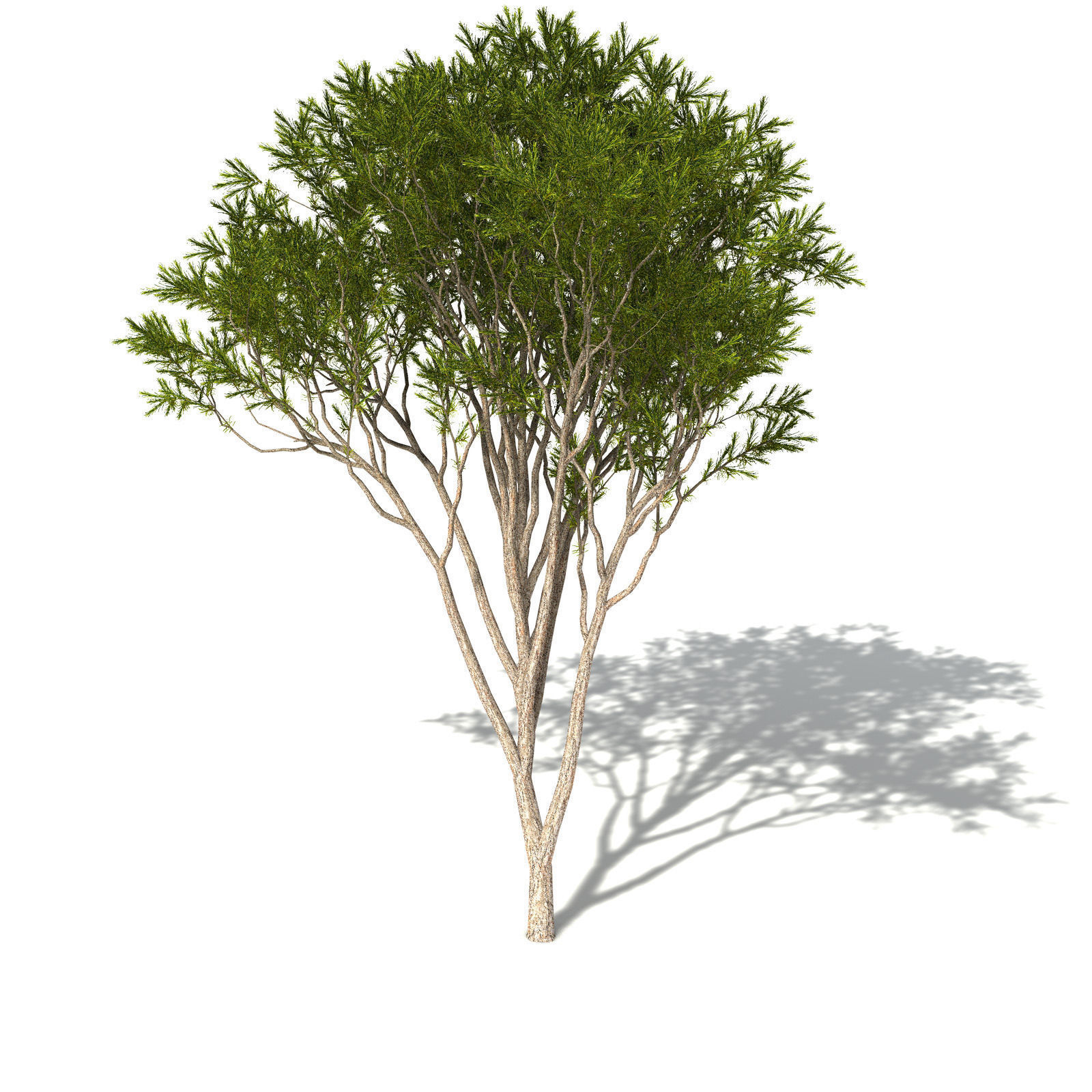 XfrogPlants Australian Tea Tree 3D model | CGTrader