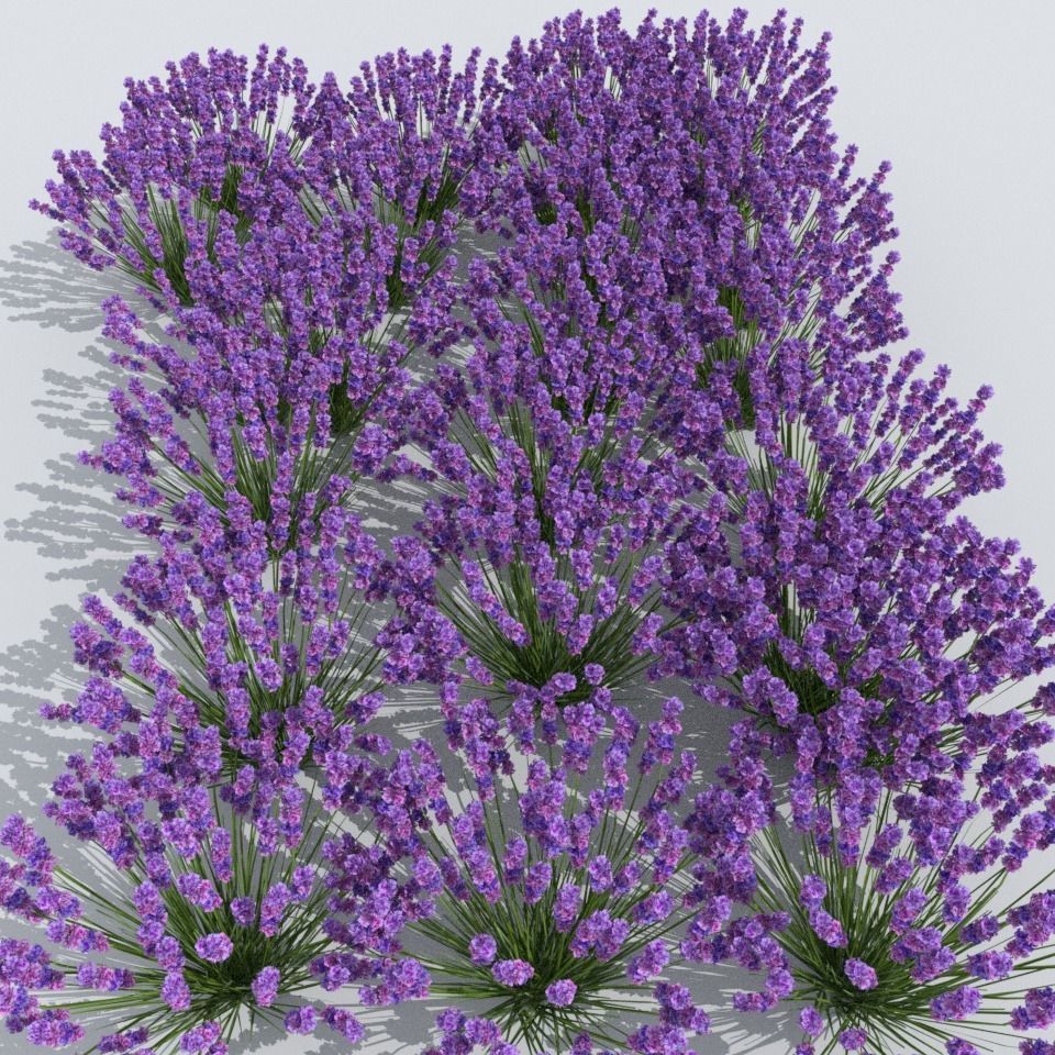3D model Lavender Plant 01 VR / AR / low-poly | CGTrader