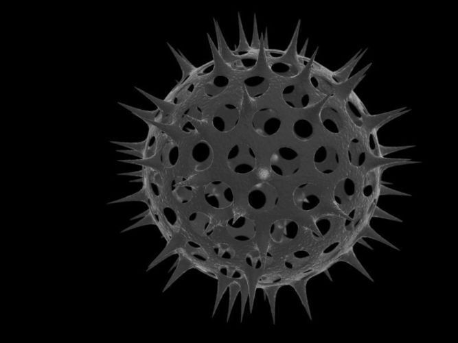 Spherical virus 3D model | CGTrader
