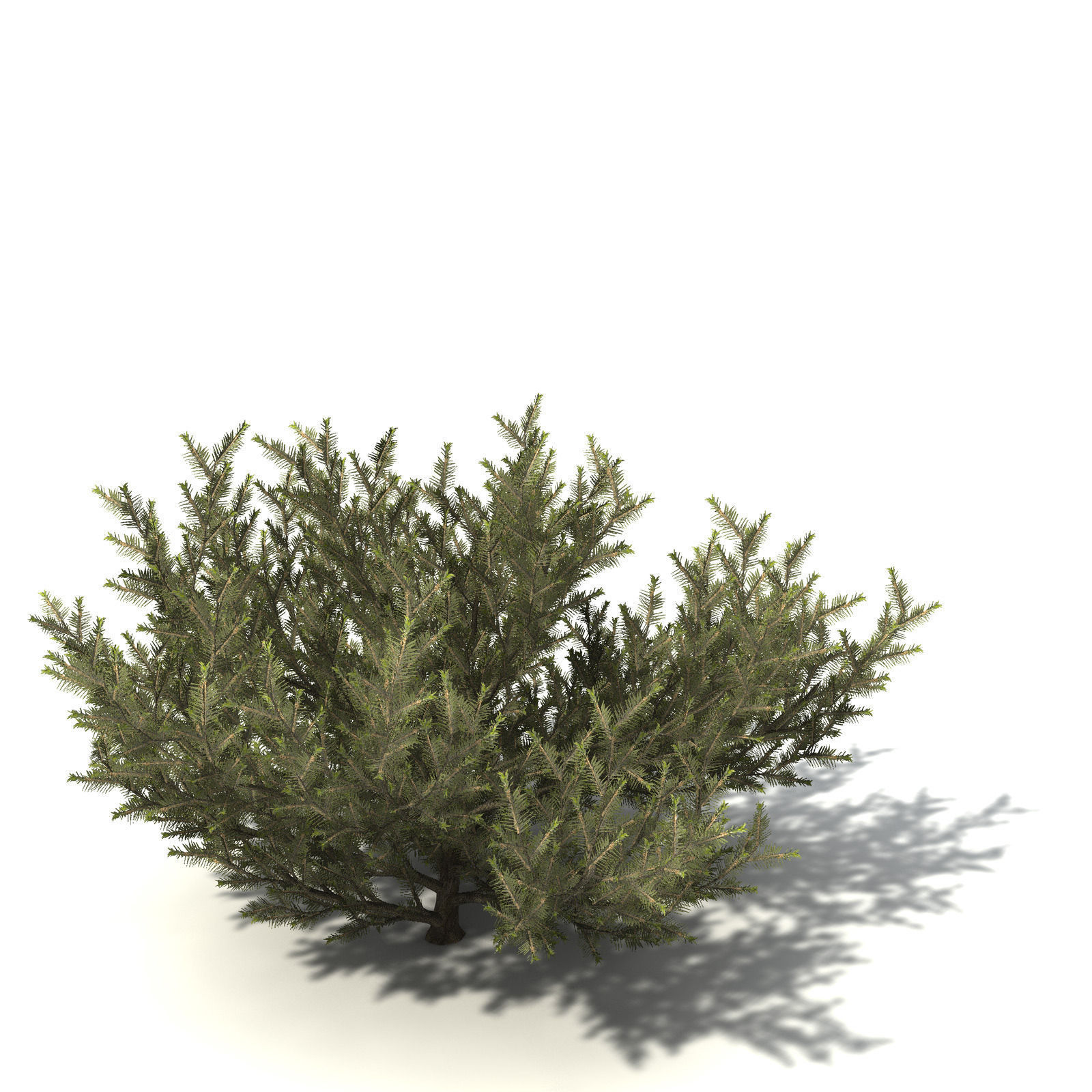 XfrogPlants Common Net Bush 3D model | CGTrader