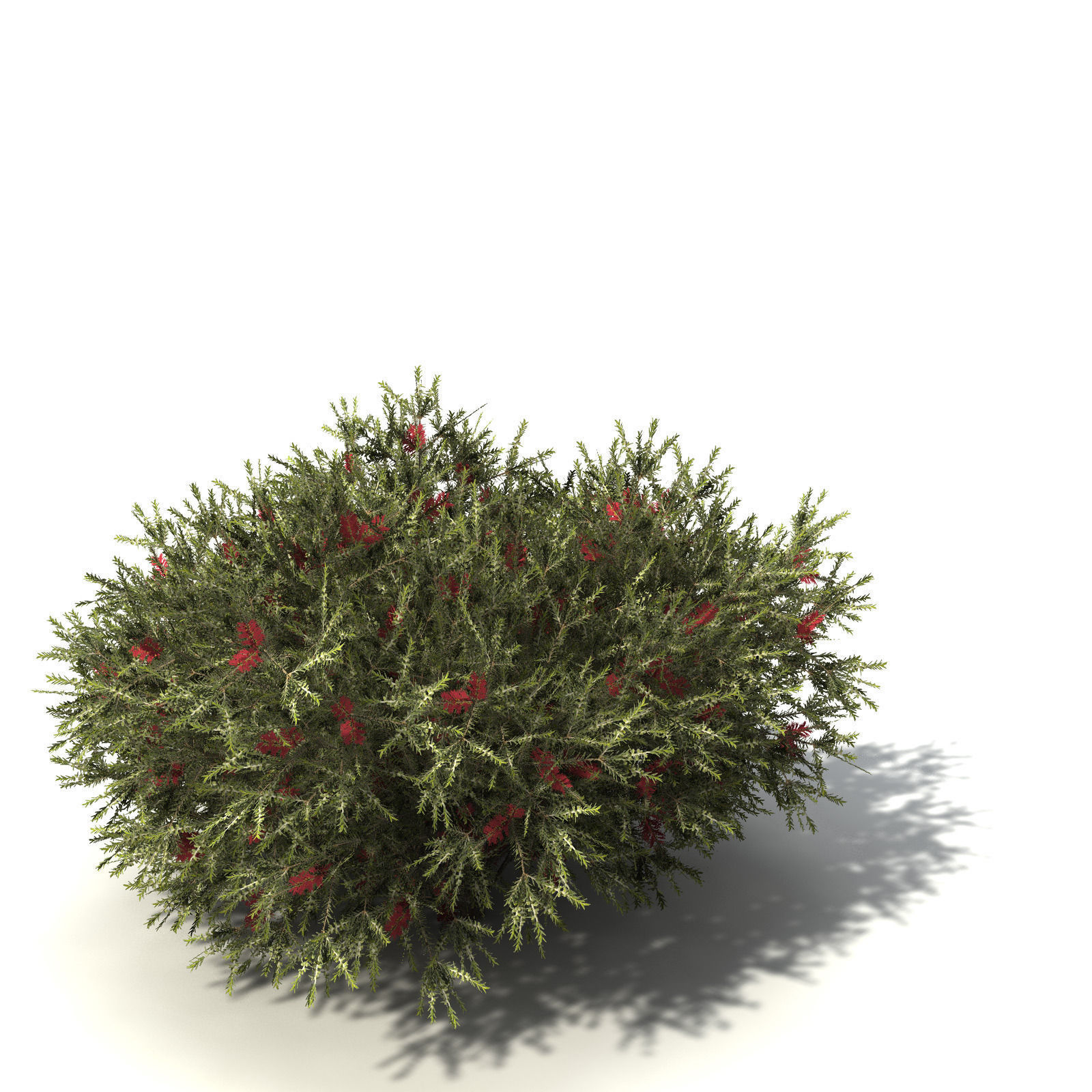 XfrogPlants Common Net Bush 3D model | CGTrader