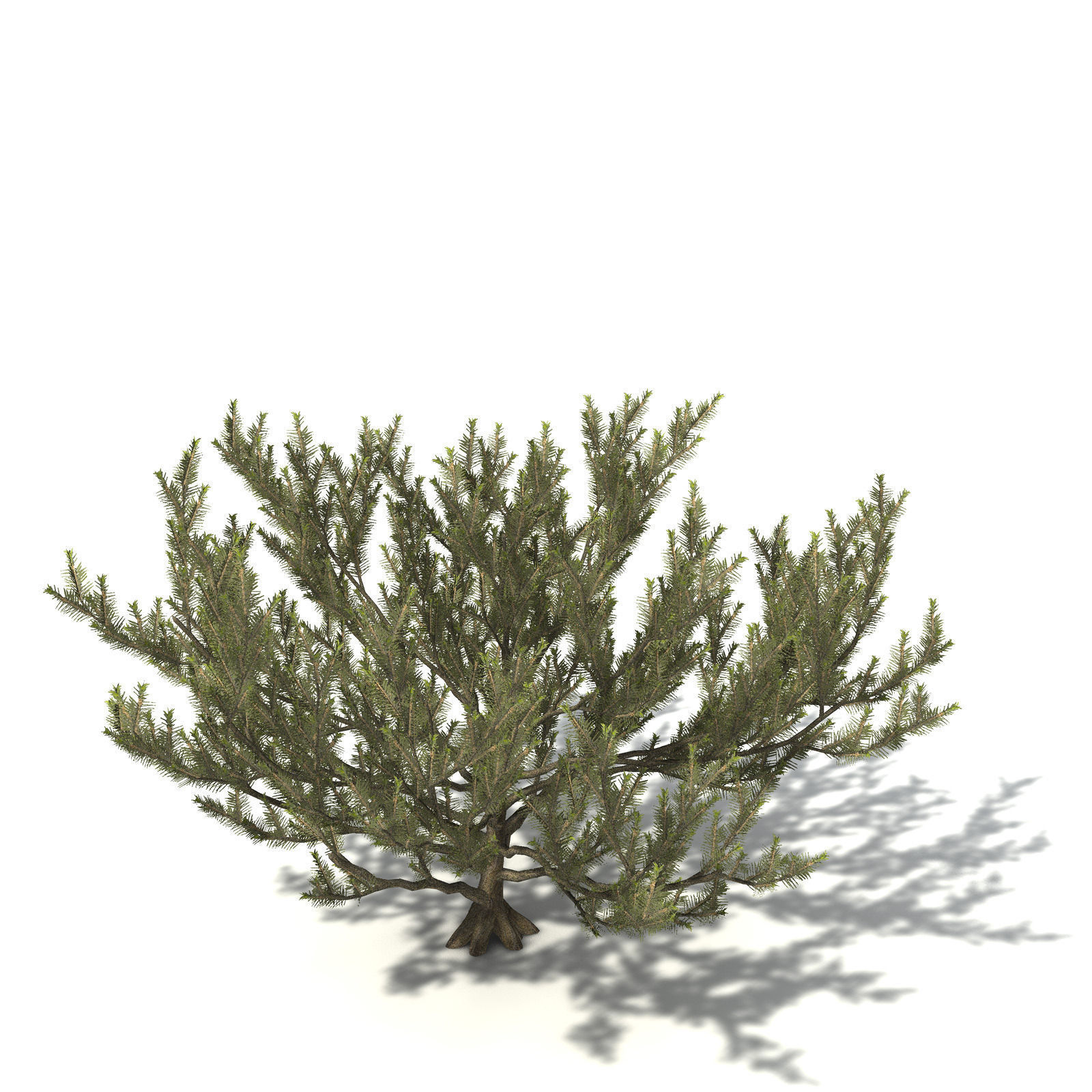 XfrogPlants Common Net Bush 3D model | CGTrader