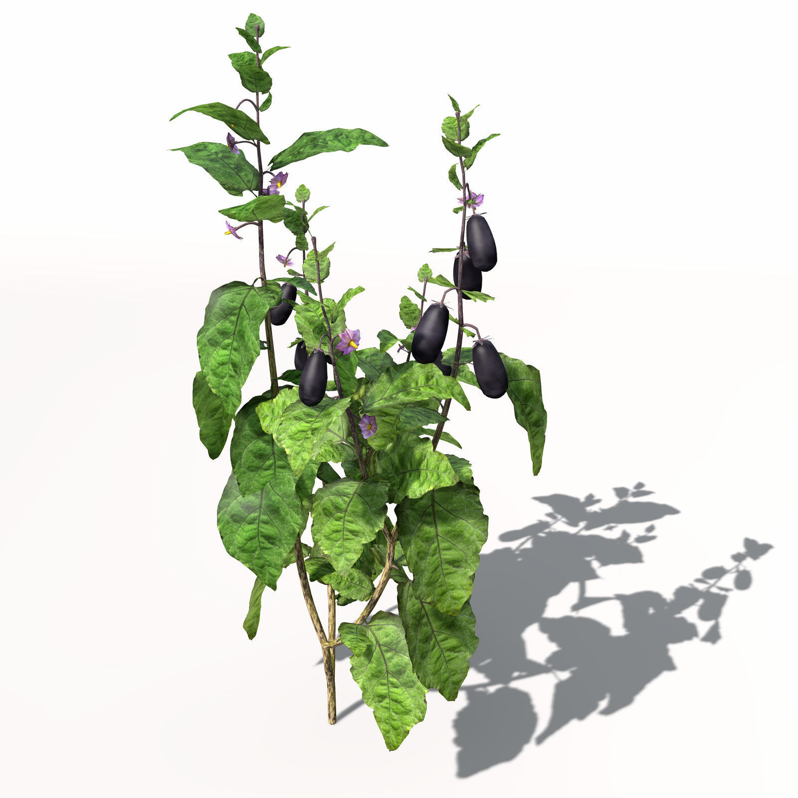 XfrogPlants Eggplant 3D model | CGTrader