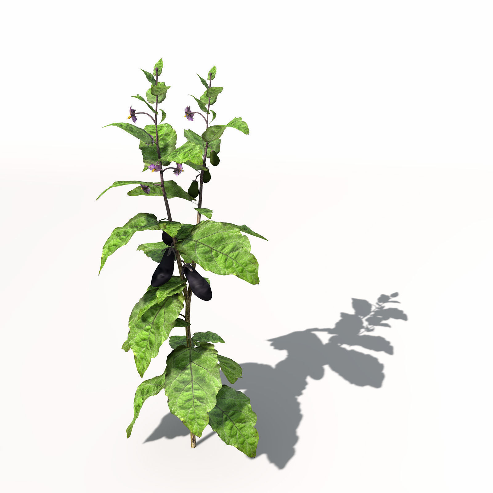 XfrogPlants Eggplant 3D model | CGTrader