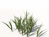 XfrogPlants Rice 3D model | CGTrader