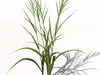XfrogPlants Rice 3D model | CGTrader